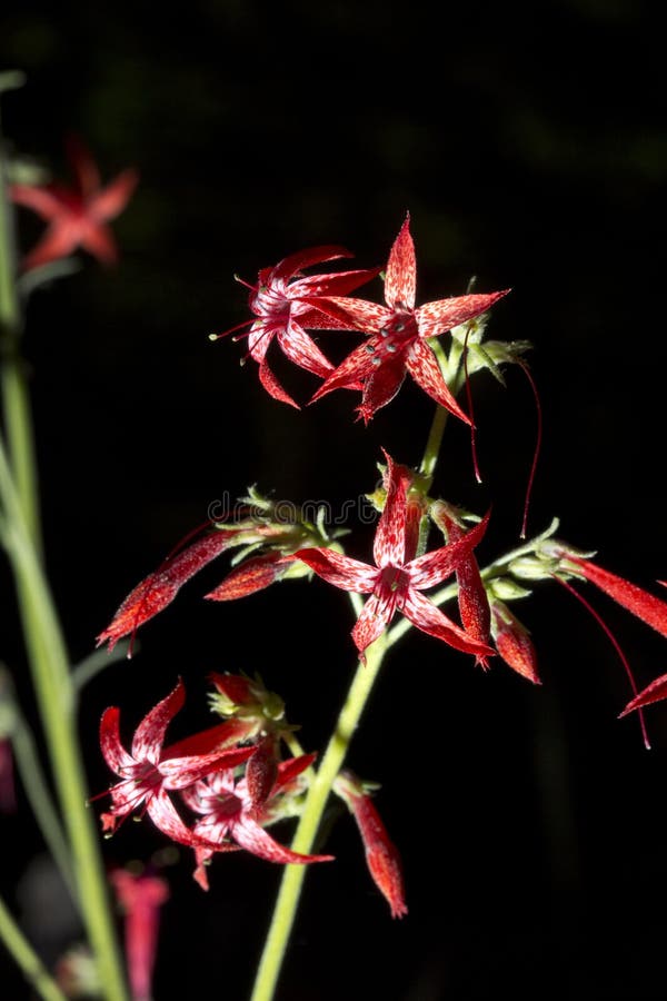 Red Skyrocket Flower Scarlet Gilia Ipomopsis Aggregata Stock Photo ...