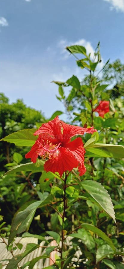 The Scarlet Hibiscus Flower Opens, a Bold Statement of Beauty. Stock ...