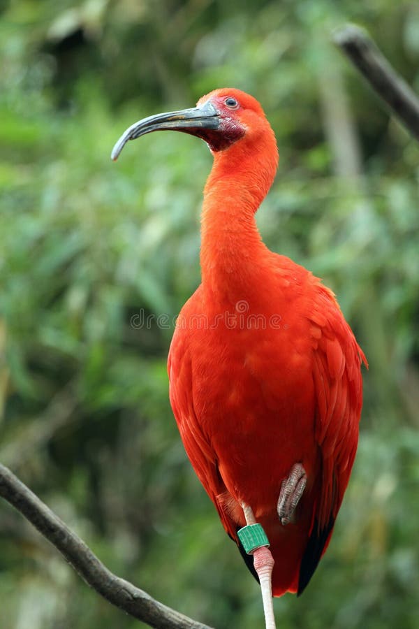 Scarlet Ibis at Caroni Swamp (Trinidad) Stock Photo - Image of closeup ...