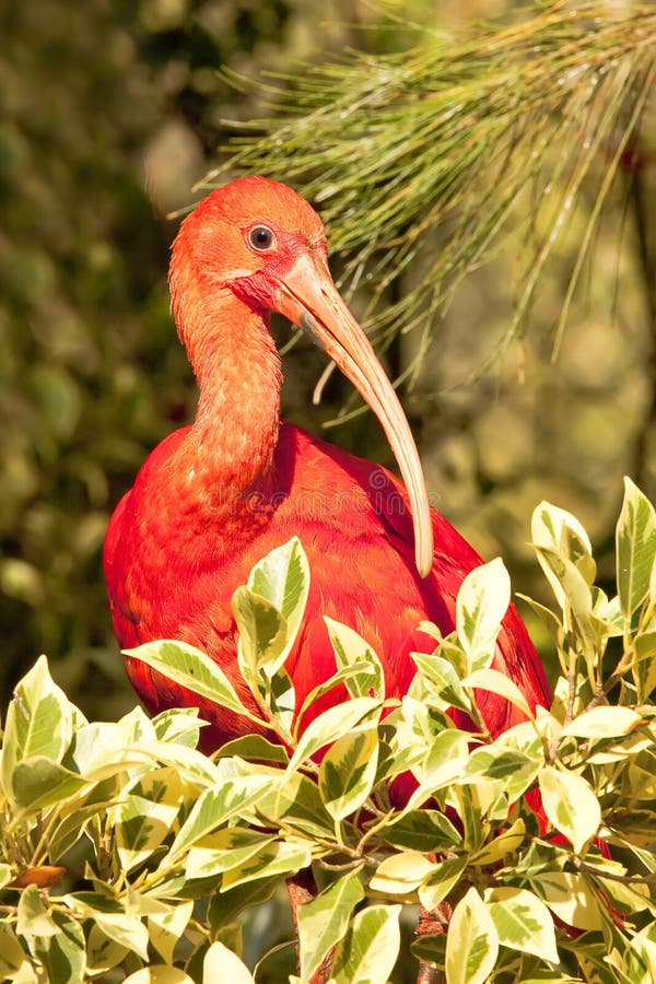 Scarlet Ibis stock image. Image of eyes, ruber, colorful - 22604959
