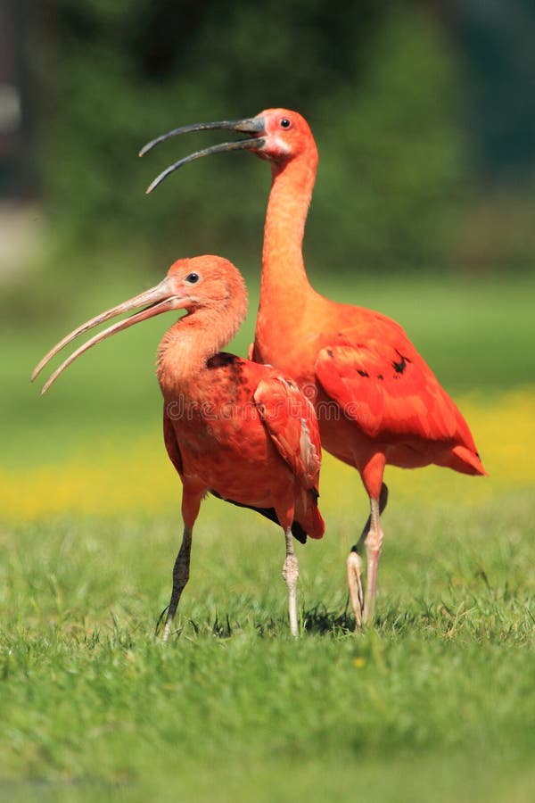 Scarlet ibis stock photo. Image of scarlet, ruber, ibis - 25207572