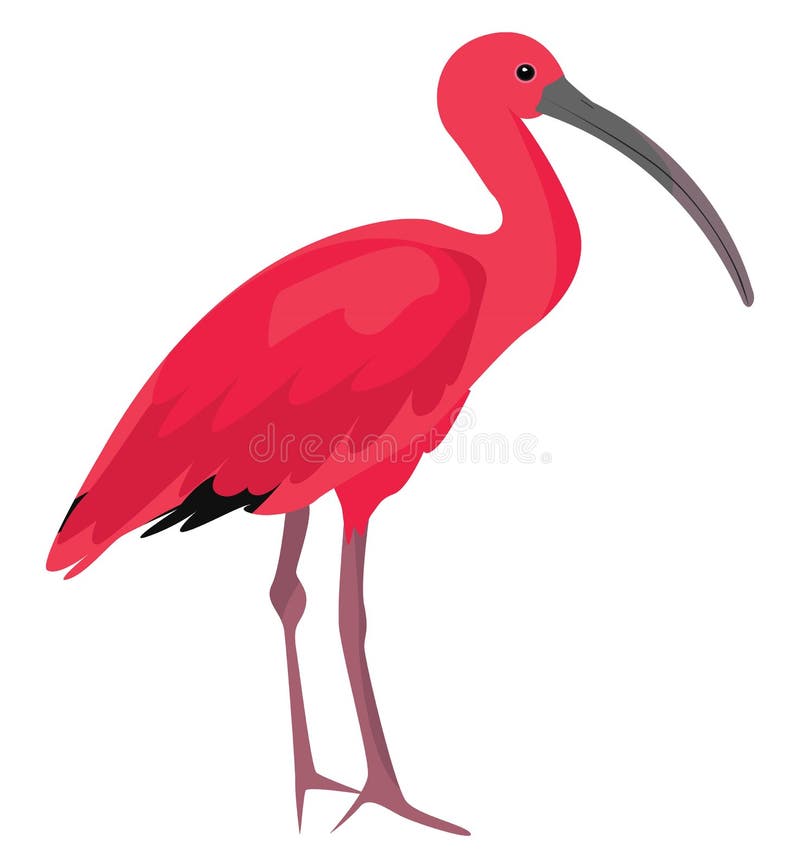 Scarlet ibis bird, icon stock vector. Illustration of plumage - 261377933