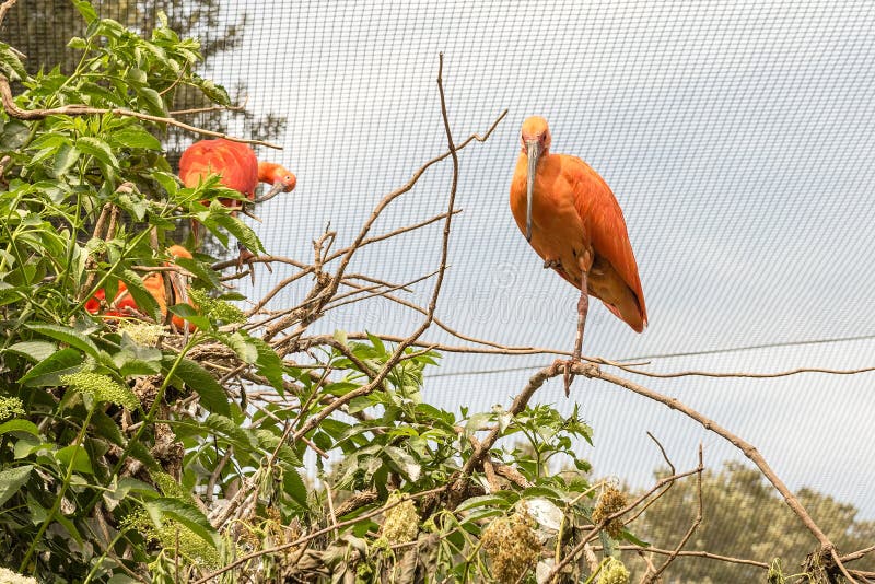 Scarlet Ibis Birds on a Tree Stock Photo - Image of creature, south ...