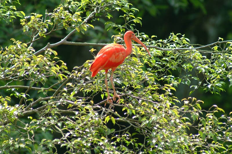 Scarlet Ibis stock photo. Image of horizontal, wing, color - 53606780
