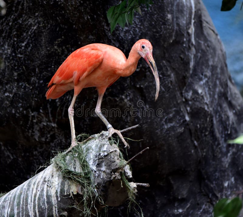 Scarlet Ibis stock photo. Image of animals, scarlet, trees - 67505952