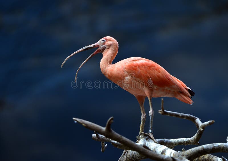 Scarlet Ibis stock image. Image of foraging, cute, taking - 67506475