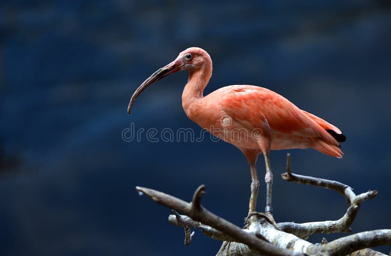 Scarlet Ibis stock photo. Image of cute, landscape, trees - 67506512