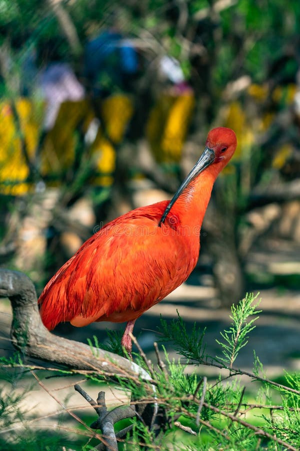 Scarlet Ibis Eudocimus Ruber in Barcelona Zoo Editorial Stock Image ...