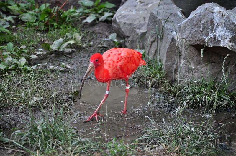 Scarlet Ibis (Eudocimus Ruber) Stock Photo - Image of ibis, guara ...