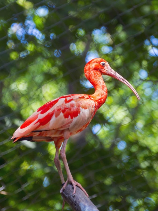Scarlet Ibis (Eudocimus Ruber) Nest Stock Image - Image of american ...