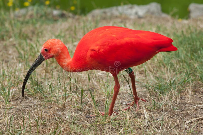 Scarlet Ibis Eudocimus Ruber Stock Image - Image of america, duckweed ...