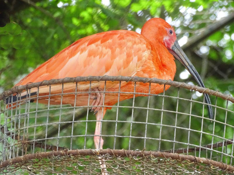 Scarlet Ibis (Eudocimus Ruber) at Zoo Stock Image - Image of scarlet ...
