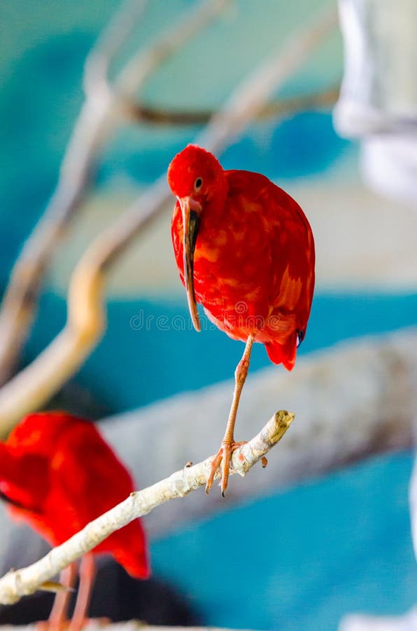 Scarlet ibis stock photo. Image of bird, colors, beautiful - 51893986