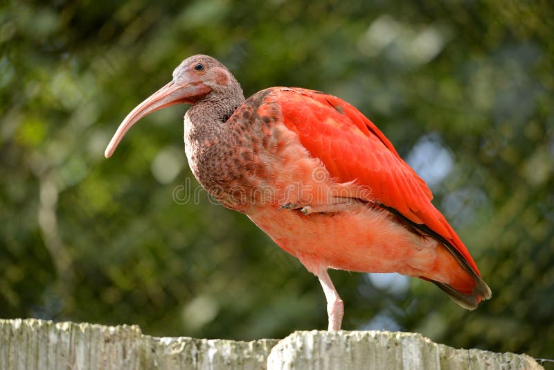 Scarlet ibis perched stock photo. Image of feather, south - 49534190