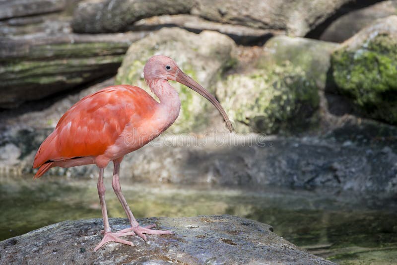 Scarlet Ibis Profile stock image. Image of plumage, wildlife - 110987301