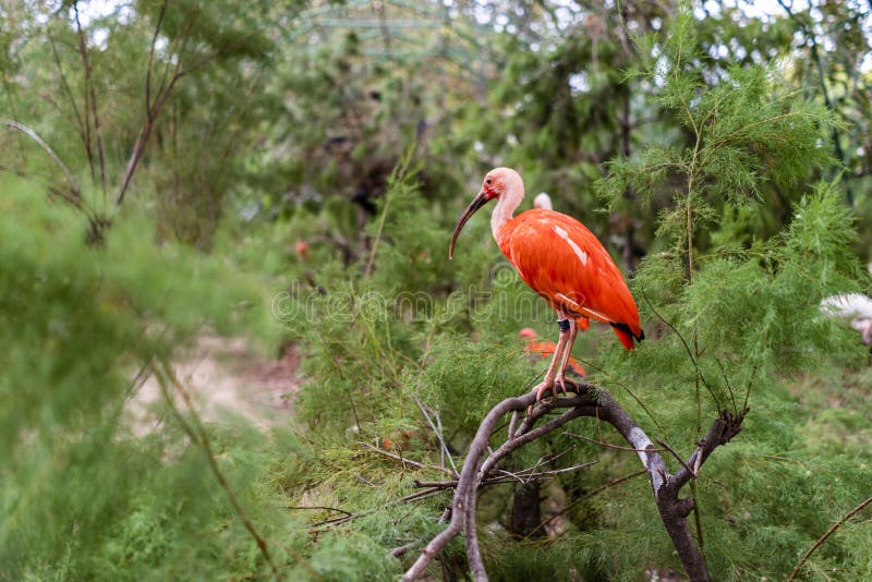 Scarlet ibis on tree stock photo. Image of bird, ruber - 6959012