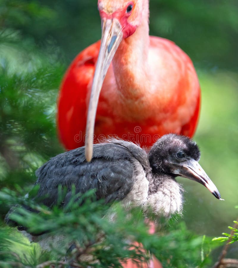 Scarlet Ibis with Young in Nest Stock Photo - Image of south, standing ...