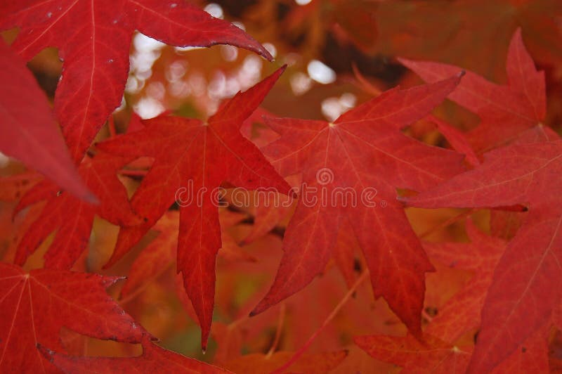 Scarlet leaves stock image. Image of scarlet, maple, trees - 54702993
