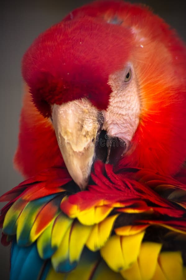 Scarlet macaw stock image. Image of parrot, yellow, potrait - 13221561
