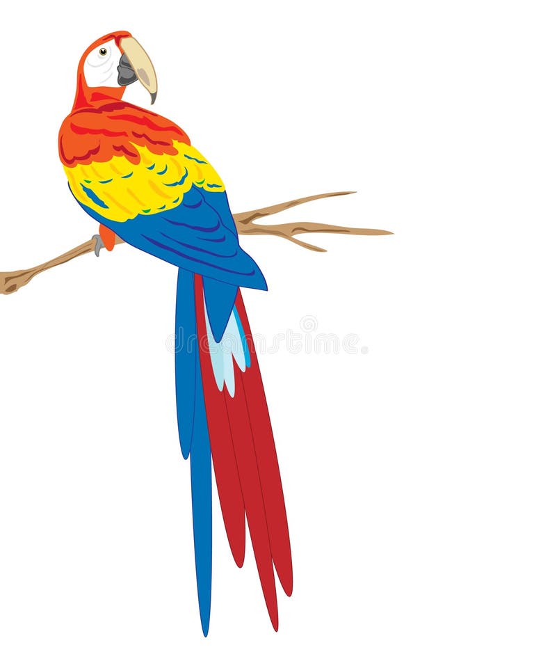 Scarlet Macaw Parrot Bird Stock Illustrations – 6,467 Scarlet Macaw ...