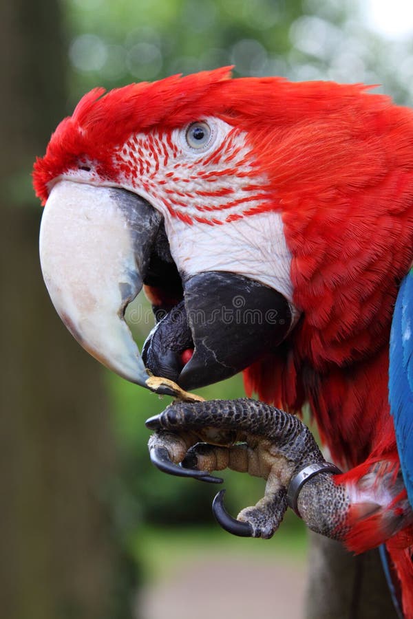 Scarlet Macaw stock photo. Image of colourful, feathers - 15605254