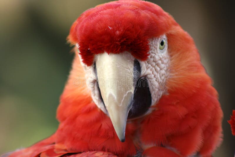 Scarlet Macaw stock photo. Image of animal, macaw, head - 23587018