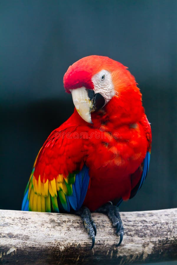 Red Blue Macaw Bird stock photo. Image of dark, animals - 6270540