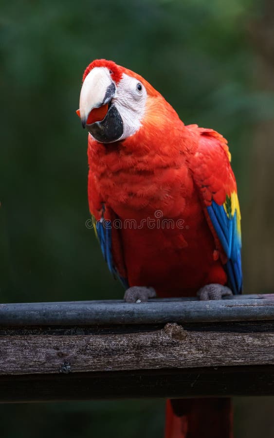 Scarlet macaw stock image. Image of colorful, flight - 269862889