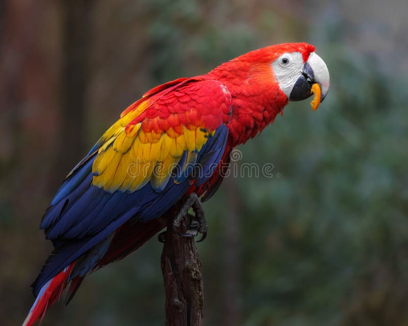 Scarlet macaw stock photo. Image of forest, amazon, cute - 269862910