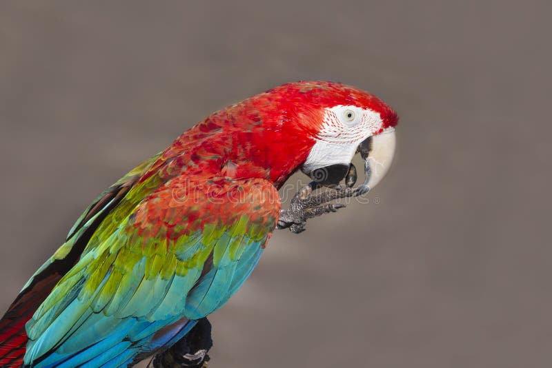 1,618 Scarlet Macaw White Background Stock Photos - Free & Royalty-Free ...
