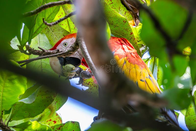 Scarlet Macaw stock image. Image of macaw, nature, animal - 283421319