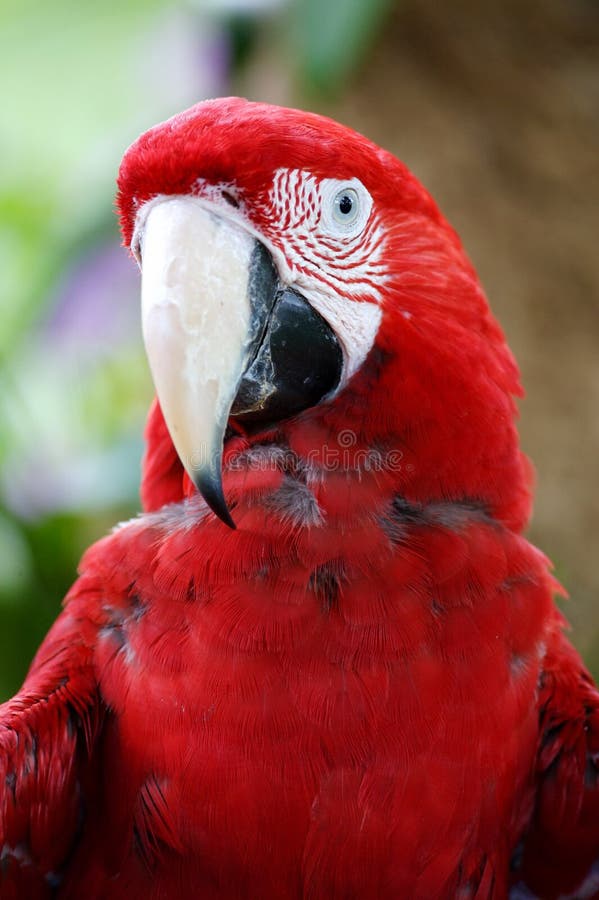 Red And Blue Parrot. Side View Stock Image - Image of bird, floor: 3506093