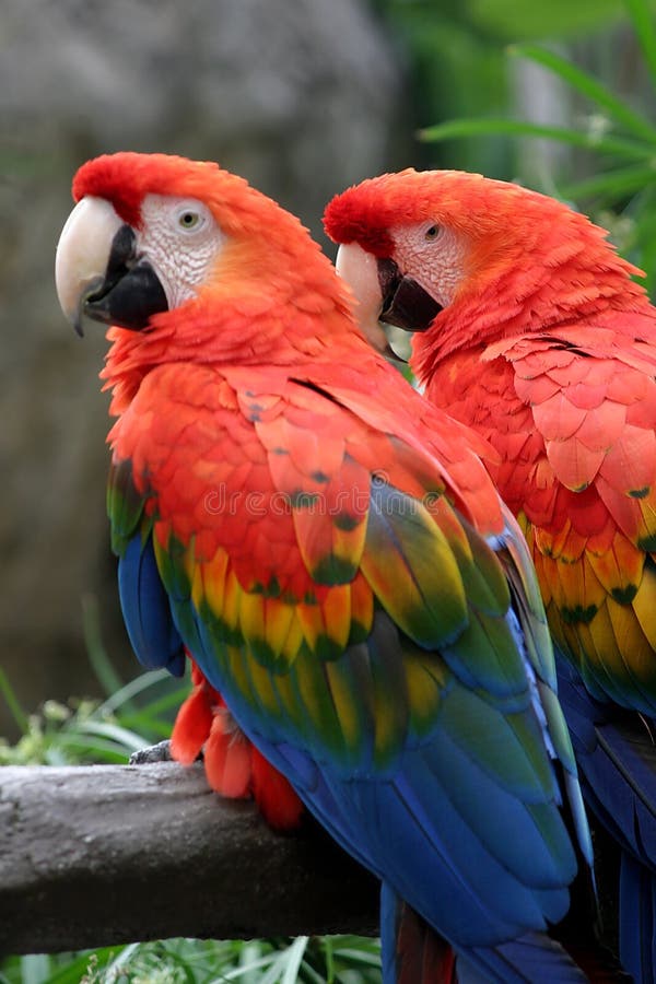 7+ Scarlet macaw head Free Stock Photos - StockFreeImages