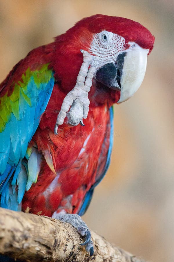 Scarlet Macaw Foot Stock Photos - Free & Royalty-Free Stock Photos from ...