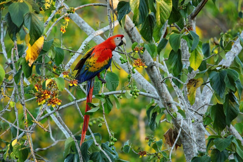 Scarlet Macaw Ara Macao Eating Fruit in a Tree Stock Photo - Image of ...