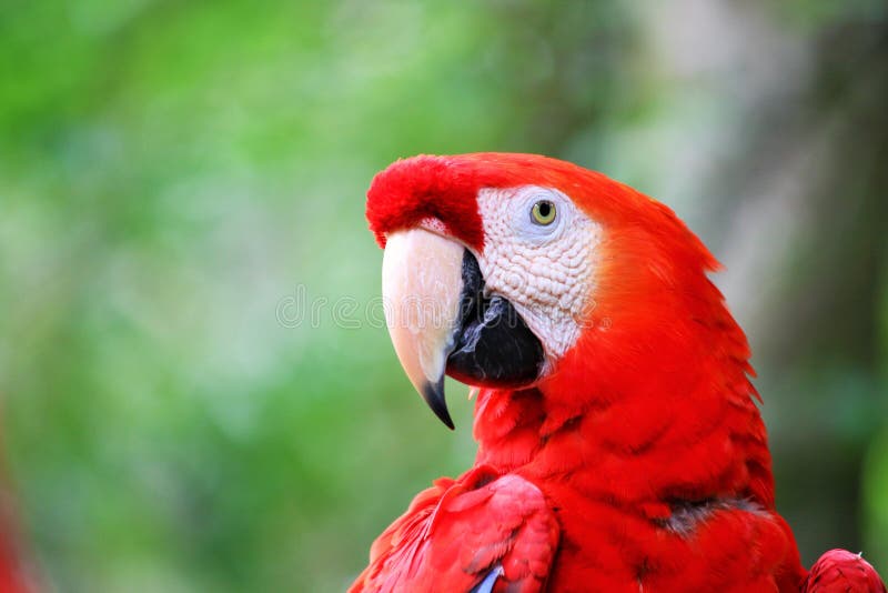 Scarlet Macaw stock image. Image of face, beak, nature - 51470107