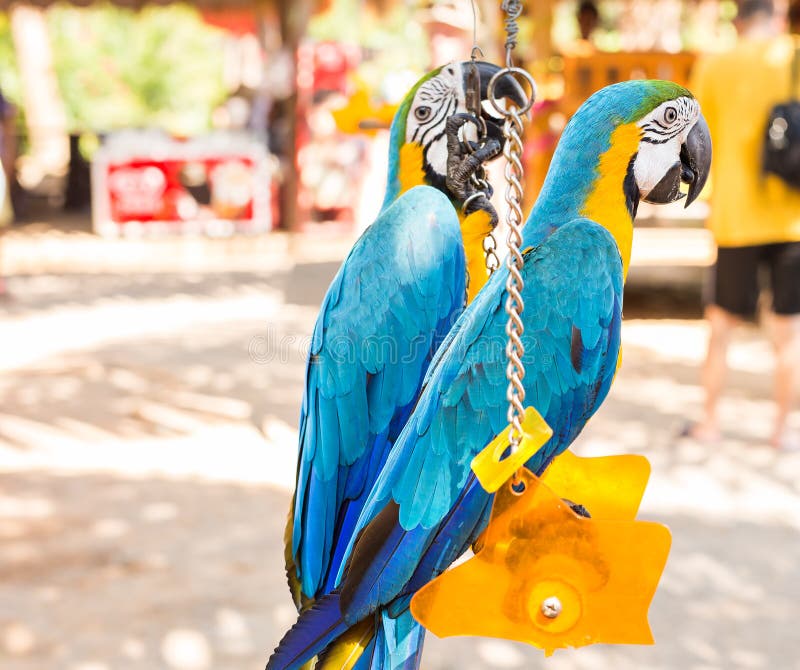 Scarlet Macaw, Ara Macao Parrot Stock Image - Image of feathering, beak ...