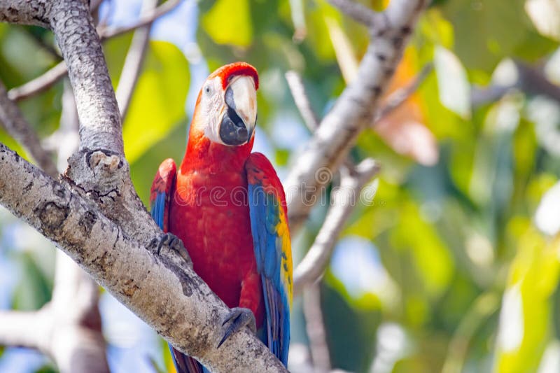 Scarlet Macaw, Ara Macao, in a Tree Stock Photo - Image of jungle ...