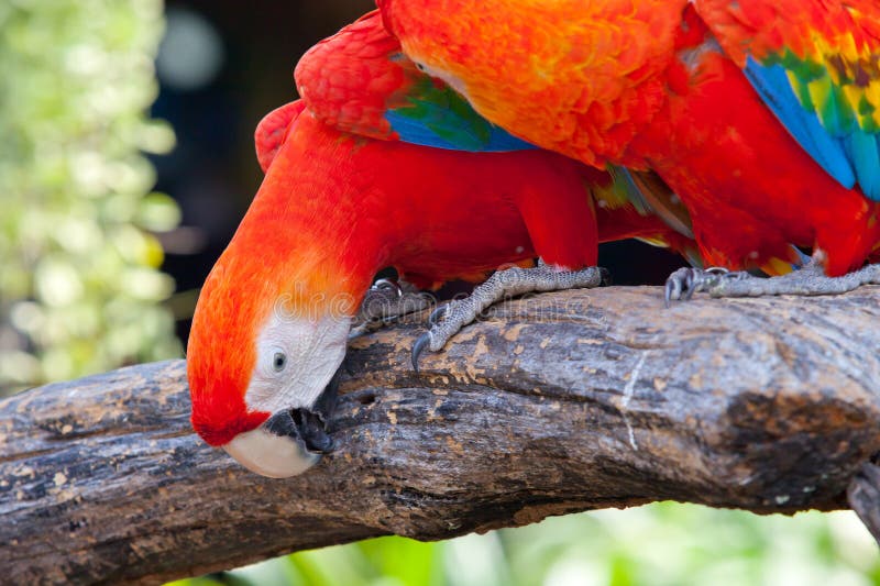 Scarlet macaw stock photo. Image of rainforest, pretty - 37443522