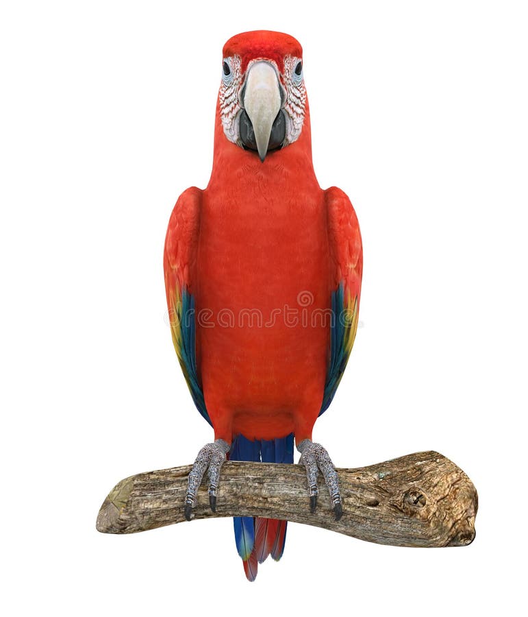 Scarlet Macao Stock Illustrations – 177 Scarlet Macao Stock ...