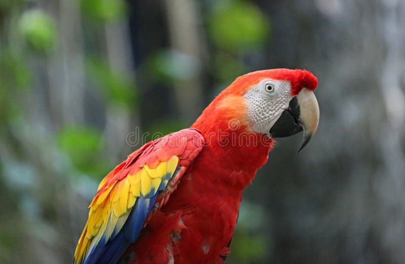 Birds Eye View Amazon Rain Forest Stock Photos - Free & Royalty-Free ...