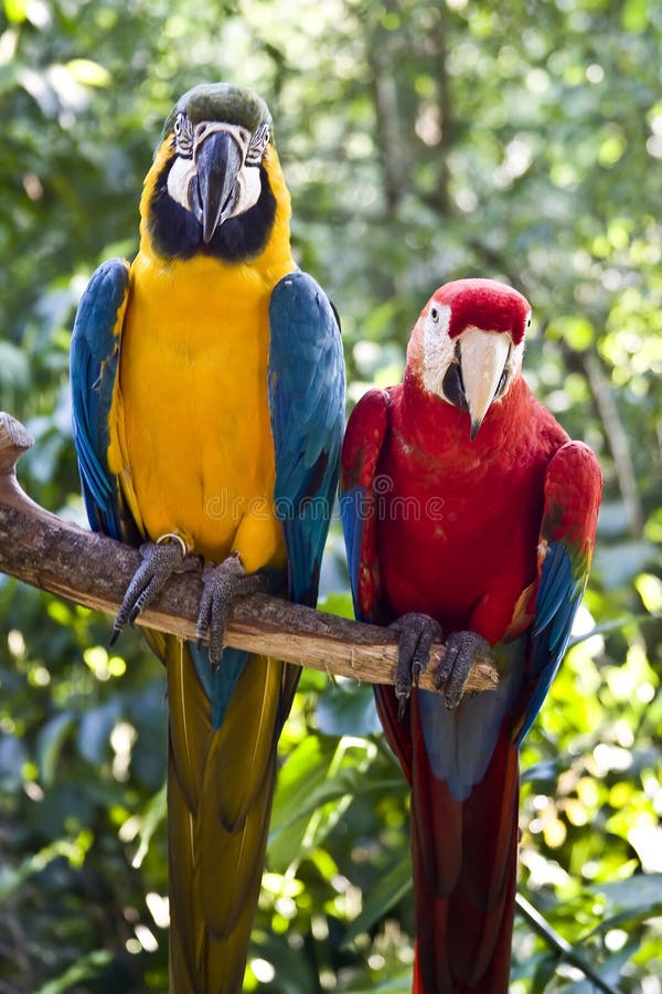 Scarlet-Macaw and Blue-and-yellow-Macaw Stock Image - Image of forest ...