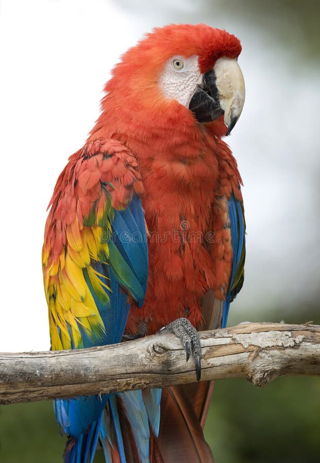 Scarlet macaw medium shot stock photo. Image of adorable - 4843900