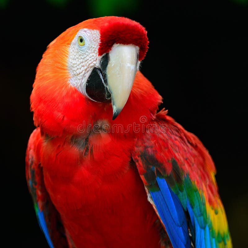 Scarlet Macaw stock image. Image of bright, tropical - 32674055