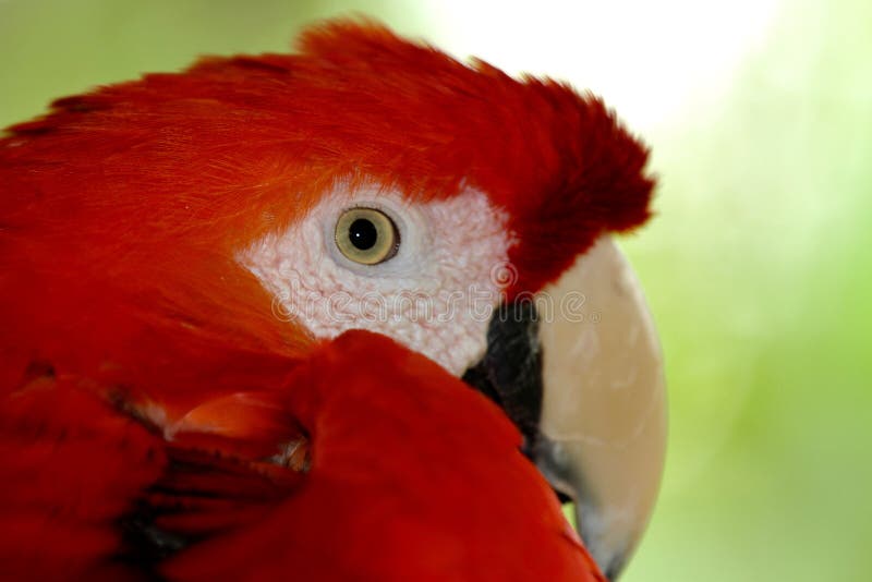 Scarlet Macaw stock image. Image of scarlet, wild, foot - 82882423