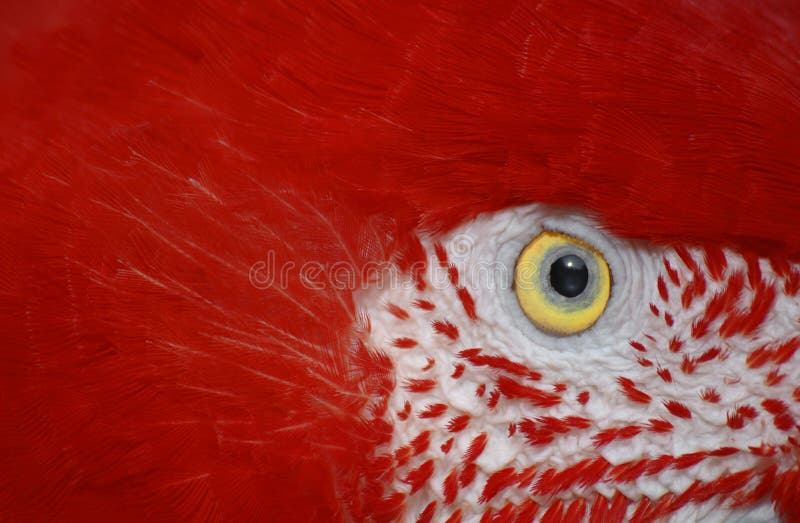 Scarlet macaw eye stock photo. Image of bird, parrot, macaw - 5152818