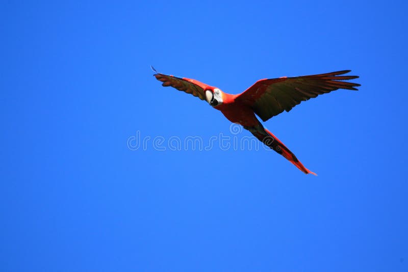 Scarlet macaw stock photo. Image of parrot, bird, flight - 30671210
