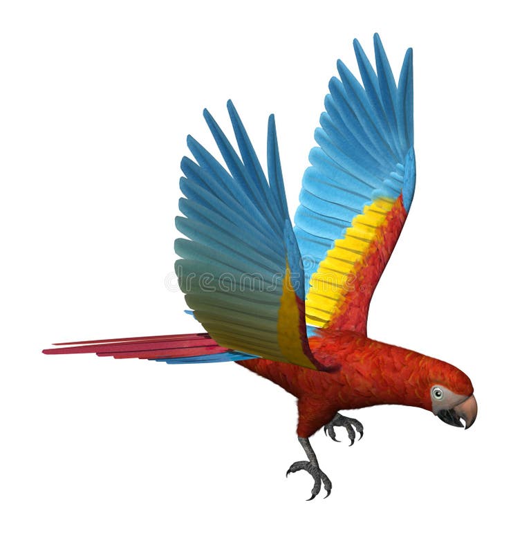 Flying Parrot Red Stock Illustrations – 4,059 Flying Parrot Red Stock ...