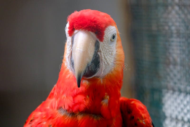 Scarlet Macaw Macaw Close Up Stock Image - Image of wild, wildlife ...