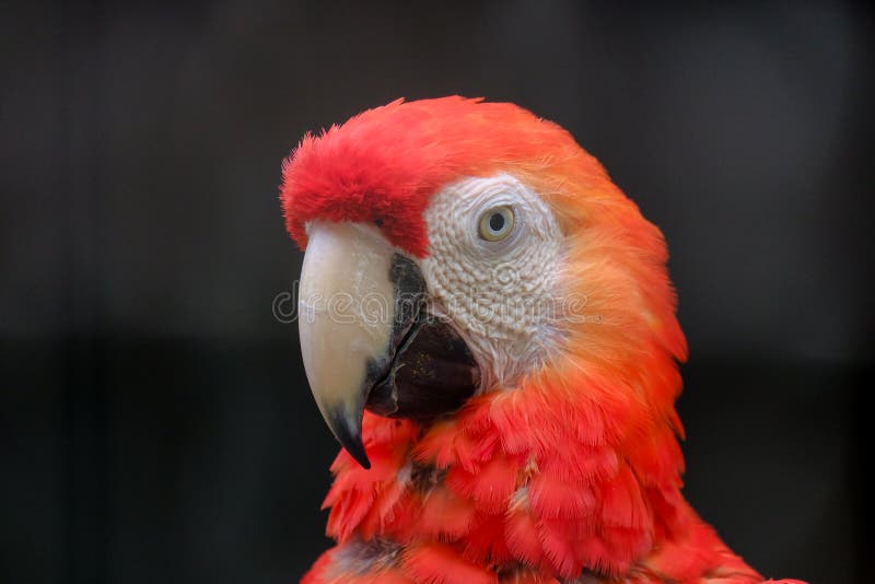 Scarlet Macaw Macaw Close Up Stock Image - Image of wildlife, parrot ...